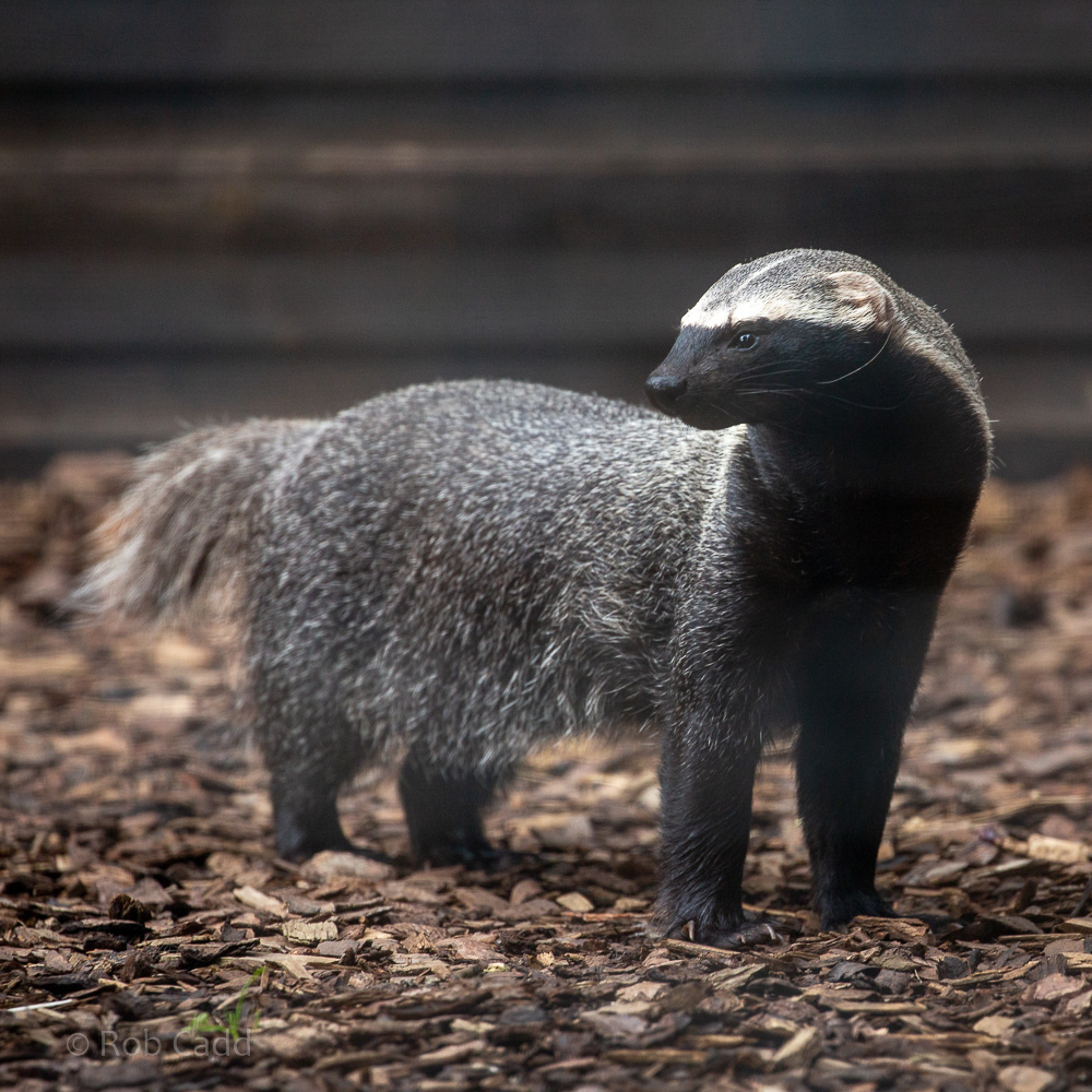 Episode 198: Pop Goes the Mustelid | Strange Animals Podcast