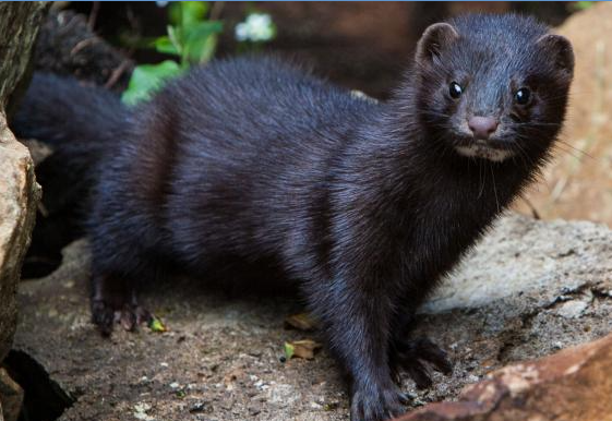 Episode 198: Pop Goes the Mustelid | Strange Animals Podcast