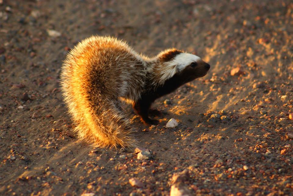 Episode 198: Pop Goes the Mustelid | Strange Animals Podcast