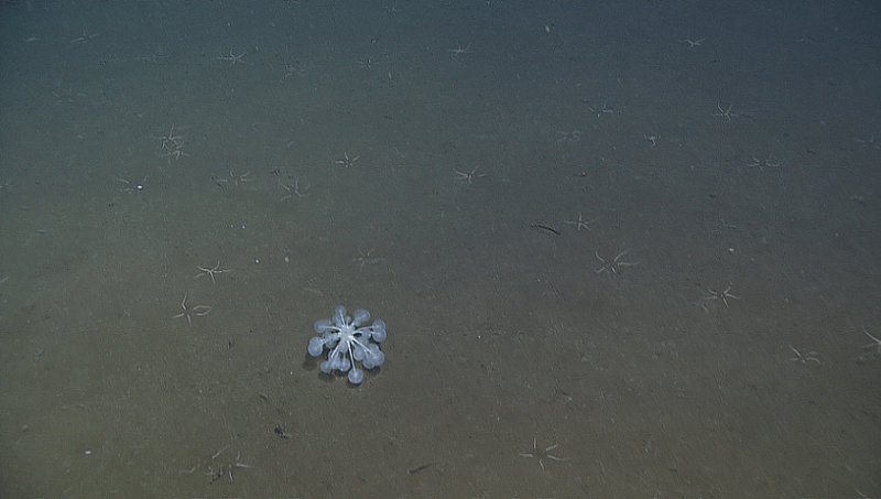 ping pong tree sponge | Strange Animals Podcast