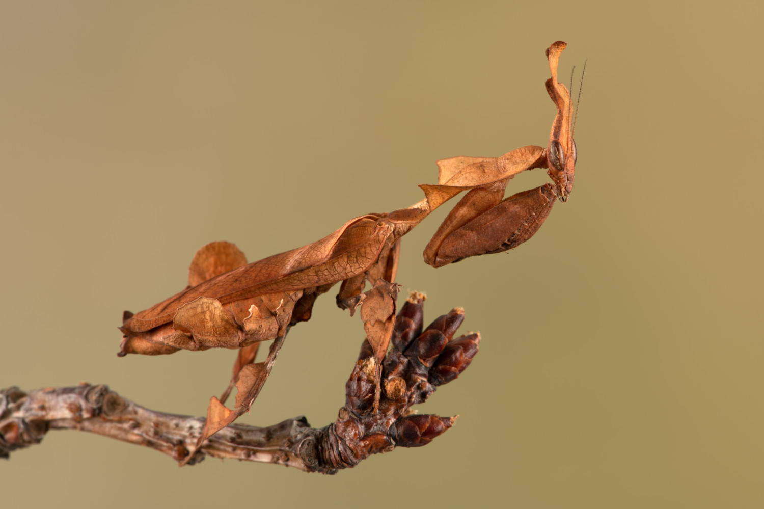 Episode 201: The African Grey Parrot and More Mantises | Strange ...