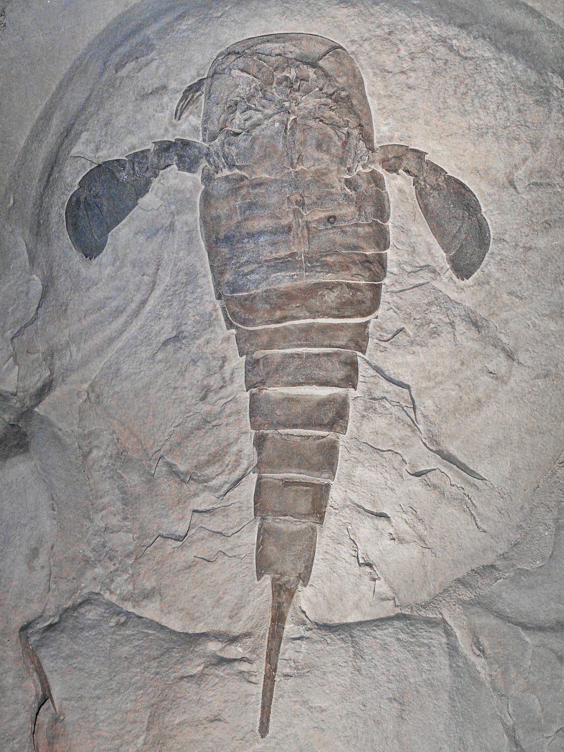Jaekelopterus | Strange Animals Podcast