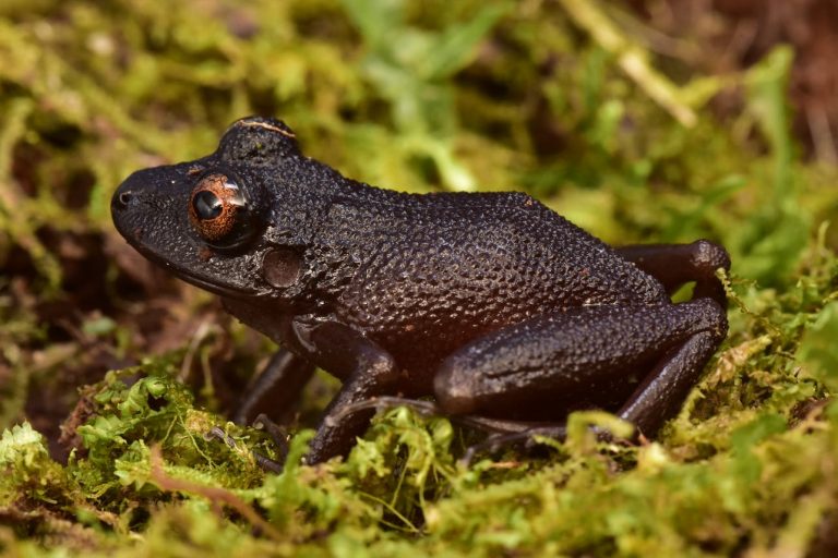 devil eyed frog | Strange Animals Podcast