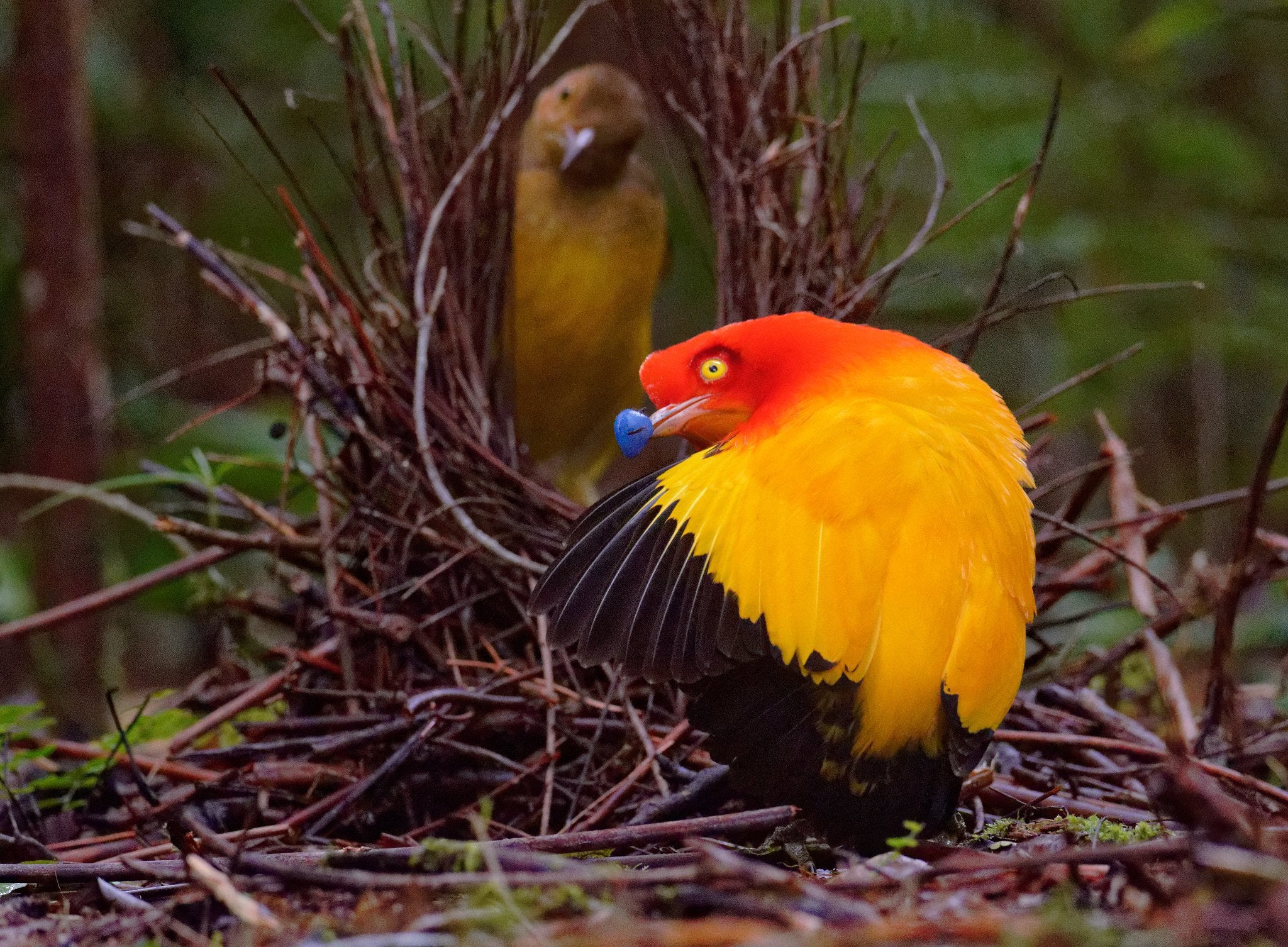 Episode 206: The Bowerbird and the Victoria Crowned Pigeon | Strange ...