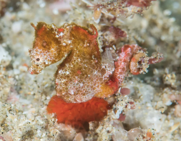 devil eyed frog | Strange Animals Podcast