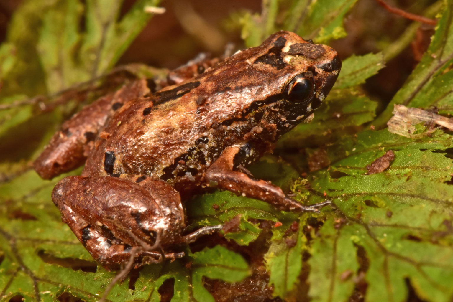 devil eyed frog | Strange Animals Podcast