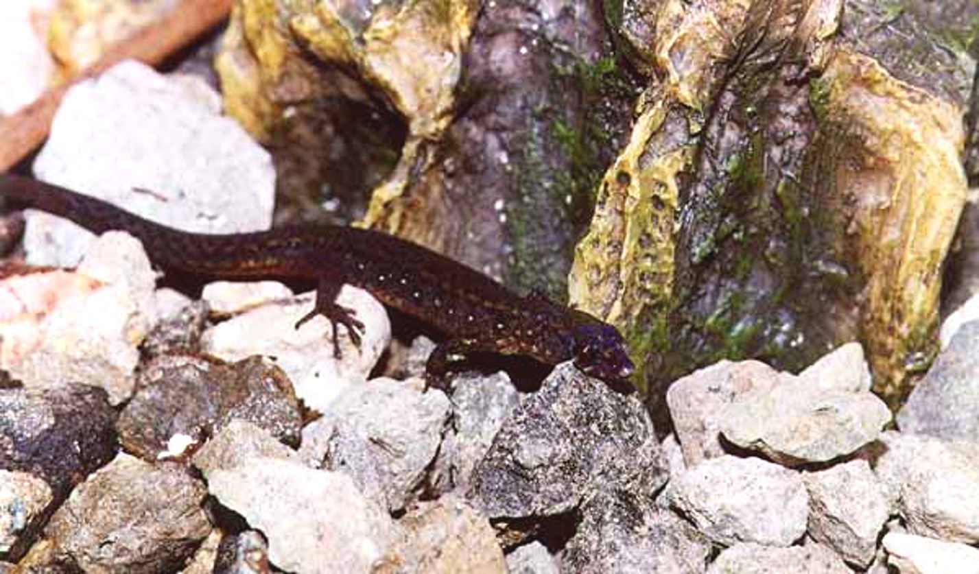 Episode 210: The Mysterious Lightbulb Lizard | Strange Animals Podcast