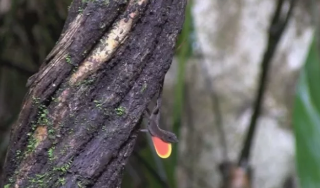 Episode 210: The Mysterious Lightbulb Lizard | Strange Animals Podcast