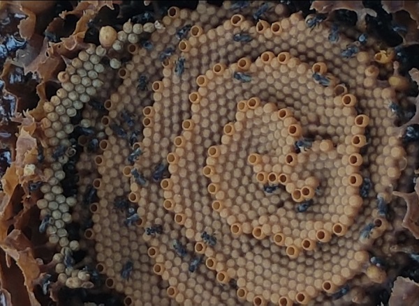 stingless bees | Strange Animals Podcast