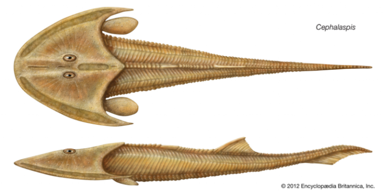 Episode 214: Armored Fish and the Late Devonian Mass Extinctions ...