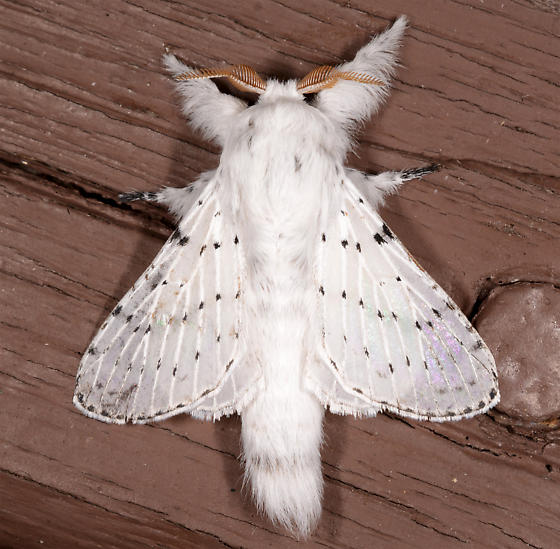 Episode 215: The Cutest Invertebrates | Strange Animals Podcast