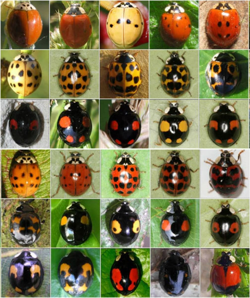 Episode 215: The Cutest Invertebrates | Strange Animals Podcast