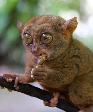 Episode 219: The Strange and Mysterious Tarsier | Strange Animals Podcast