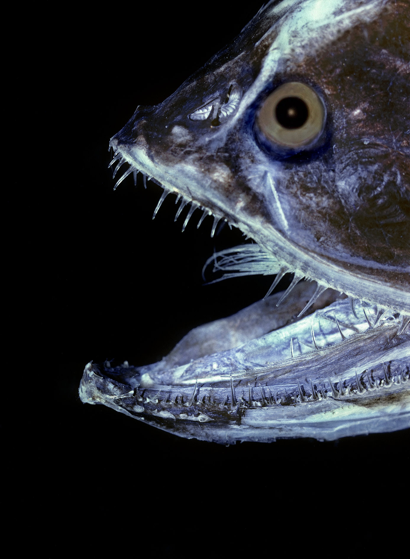 barbeled dragonfish | Strange Animals Podcast