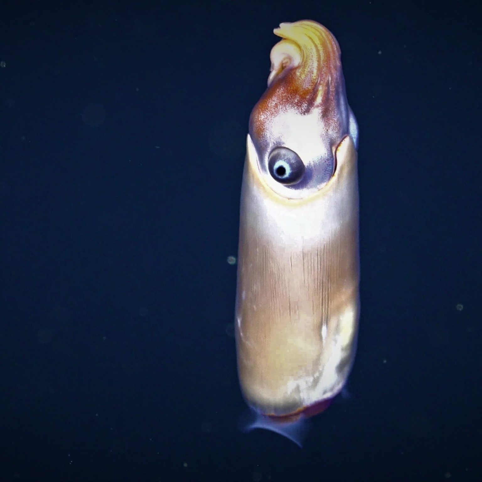 Episode 235: Deep-Sea Squid | Strange Animals Podcast