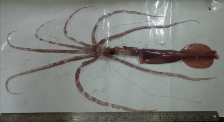 Episode 235: Deep-Sea Squid | Strange Animals Podcast