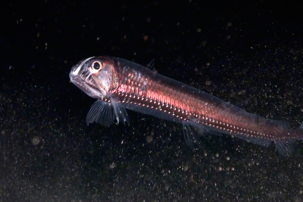 barbeled dragonfish | Strange Animals Podcast