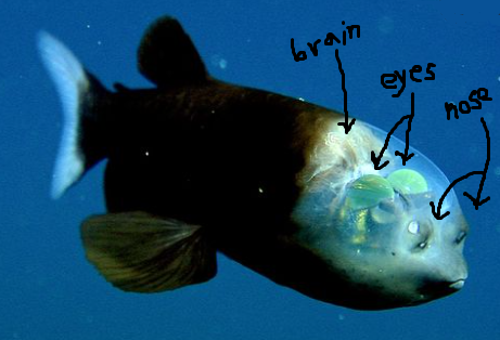Episode 231: Fish of the Twilight Zone | Strange Animals Podcast