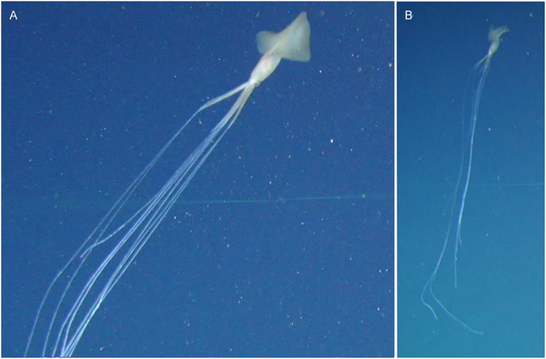 Episode 235: Deep-Sea Squid | Strange Animals Podcast