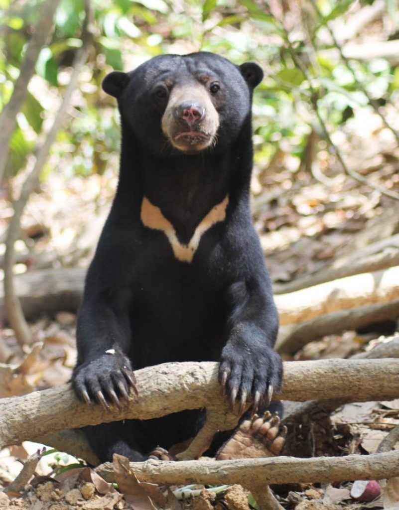 Episode 234: Sun Bears, Water Bears | Strange Animals Podcast