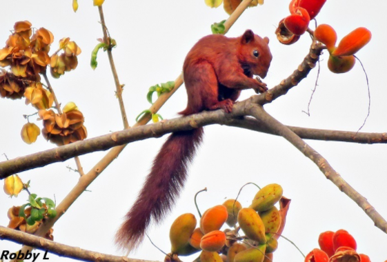 Episode 241: Weird and Wonderful Squirrels | Strange Animals Podcast