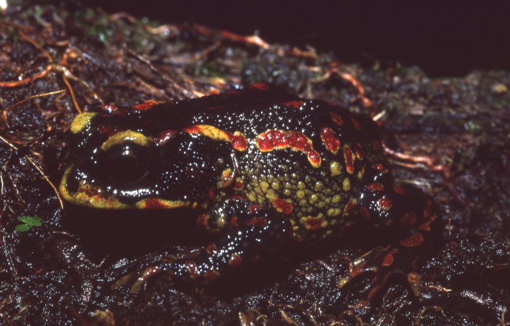 Episode 250: Mystery of the Golden Toad | Strange Animals Podcast