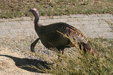 November | 2021 | Strange Animals Podcast