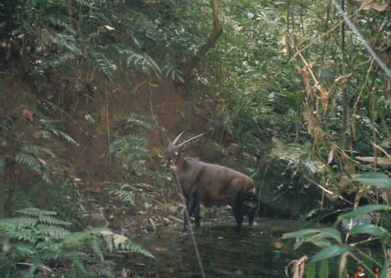 Episode 254: The Saola and the Striped Bunny | Strange Animals Podcast