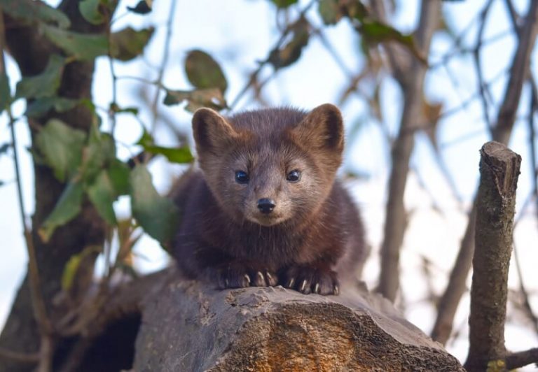 Episode 258: Sable and Sable Antelope | Strange Animals Podcast