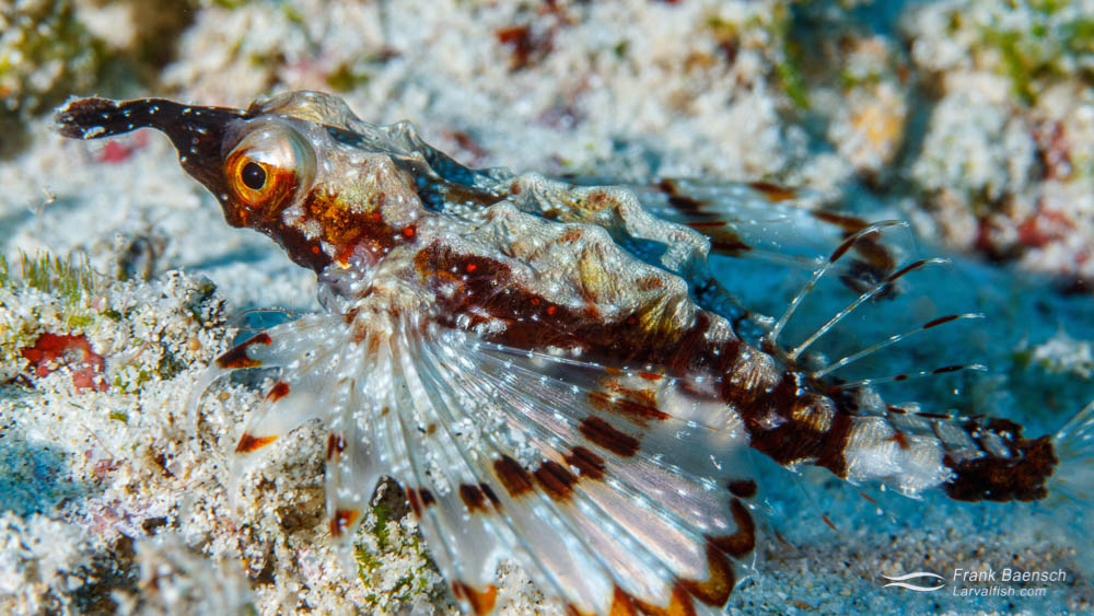 Strange Animals Podcast | A podcast about living, extinct, and ...