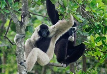 Strange Animals Podcast | A podcast about living, extinct, and ...