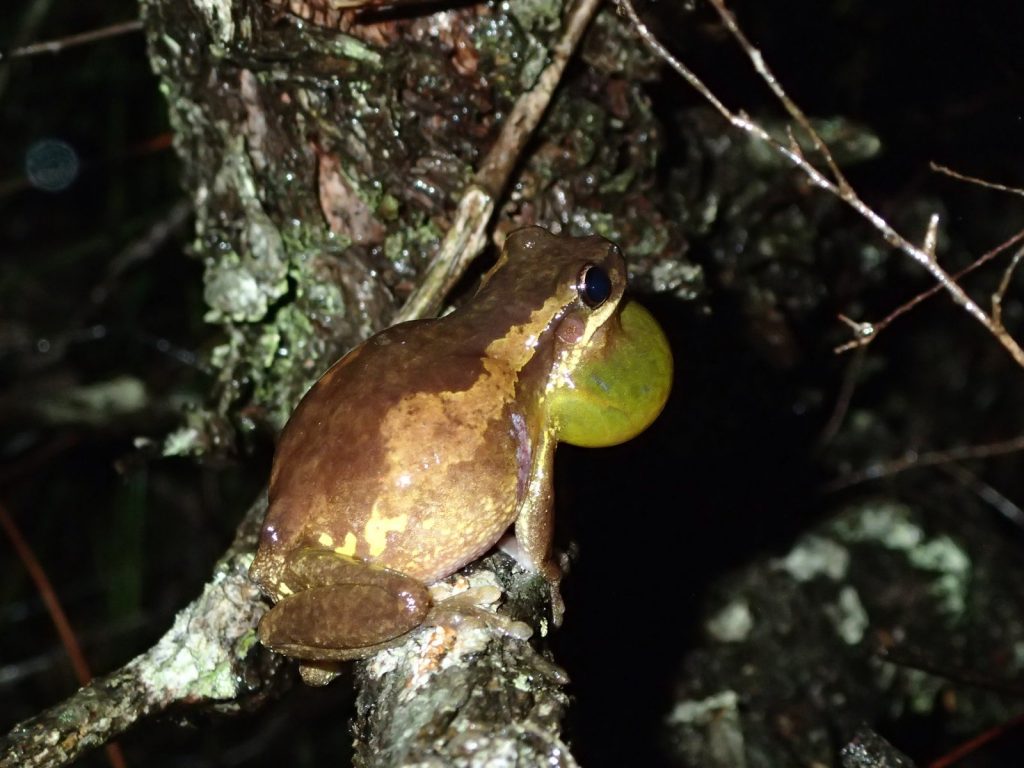 Episode 262: Animals Discovered in 2021 | Strange Animals Podcast