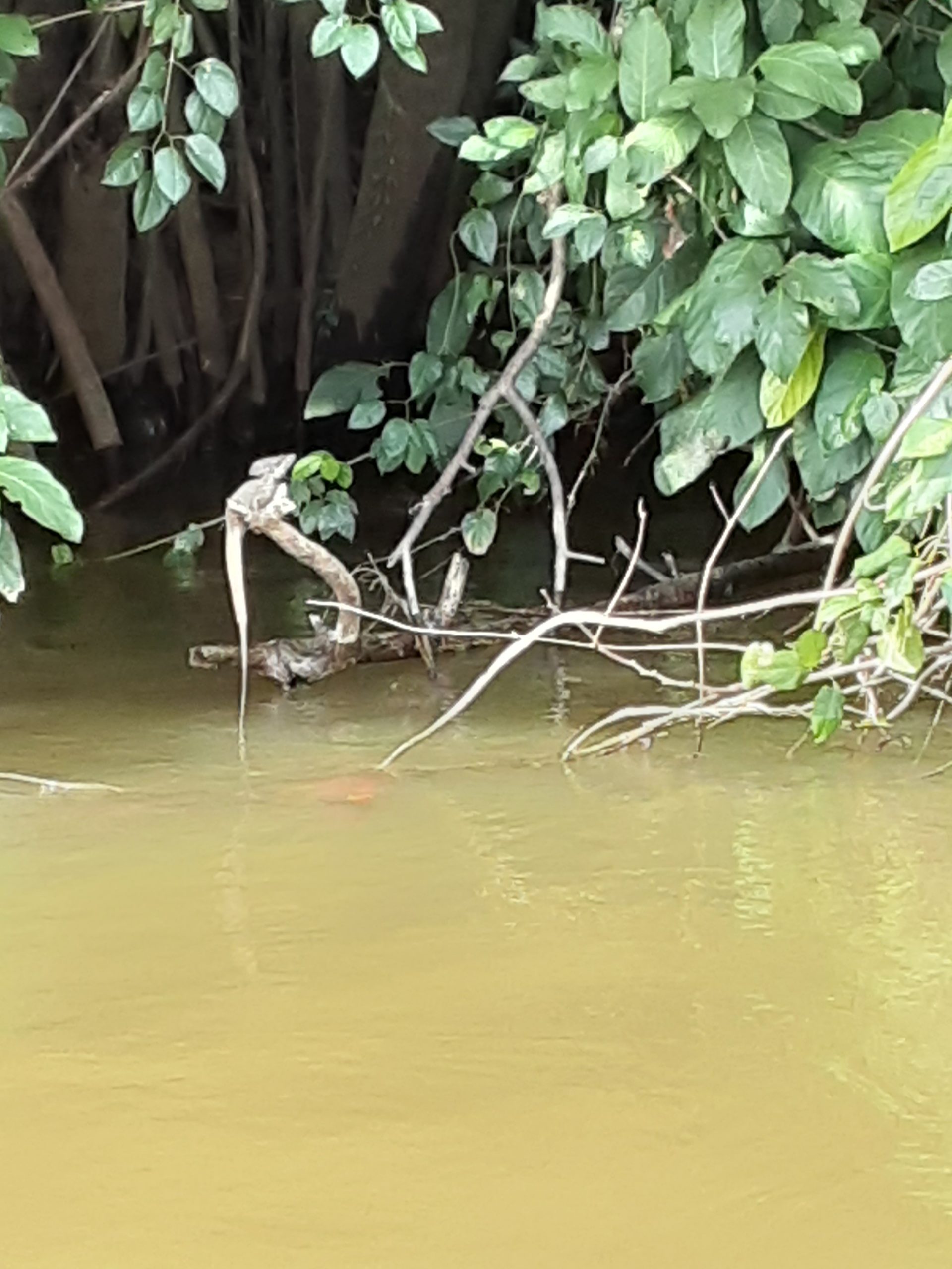 Episode 269: Gila Monsters, Basilisks, and Sand Boas, oh my! | Strange ...