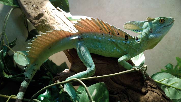 Episode 269: Gila Monsters, Basilisks, and Sand Boas, oh my! | Strange ...