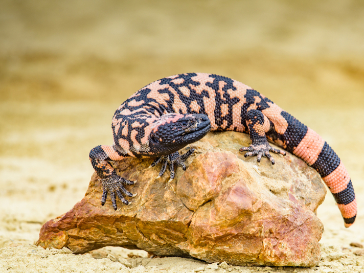 Episode 269: Gila Monsters, Basilisks, and Sand Boas, oh my! | Strange ...