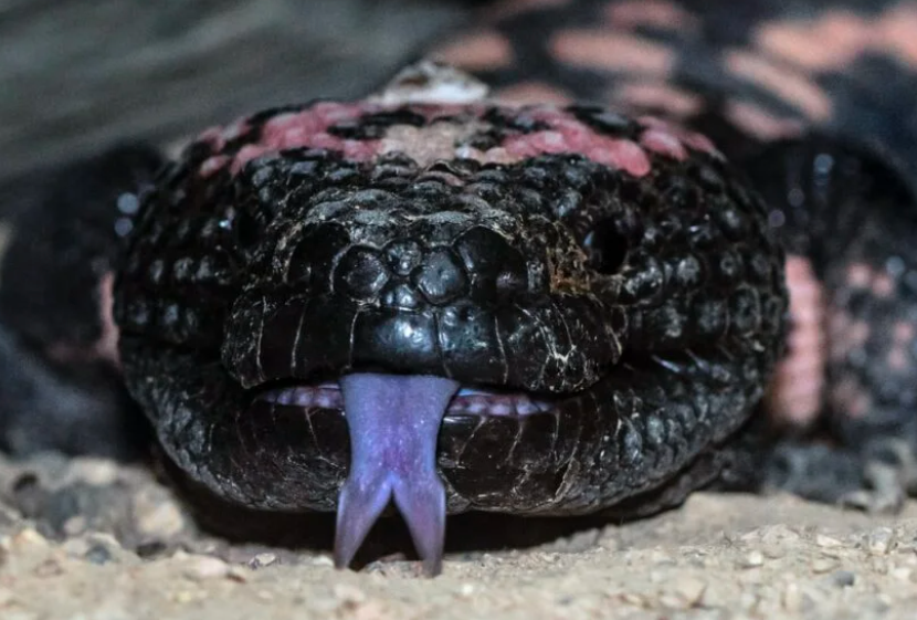 Episode 269: Gila Monsters, Basilisks, and Sand Boas, oh my! | Strange ...