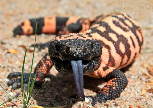 Strange Animals Podcast | A podcast about living, extinct, and ...