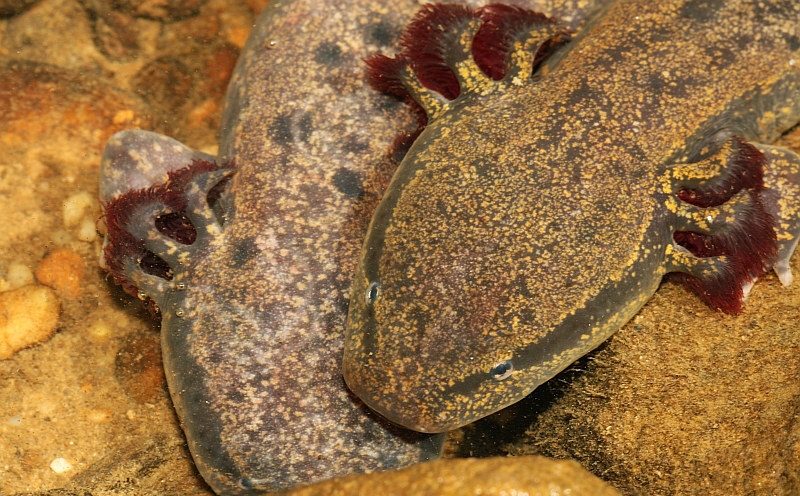 Episode 275: The Axolotl, the Hellbender, and Friends | Strange Animals ...