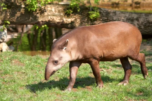 Episode 270: The Tapir Frog | Strange Animals Podcast