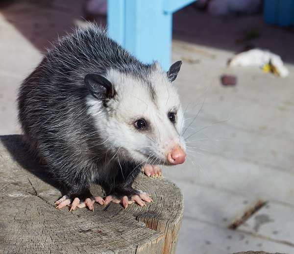 Virginia opossum | Strange Animals Podcast