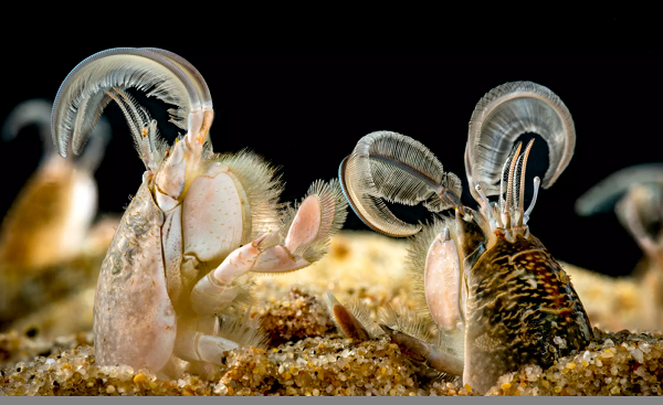 Episode 287: Sand Crabs, Sea Slugs, and a Mystery Octopus | Strange ...