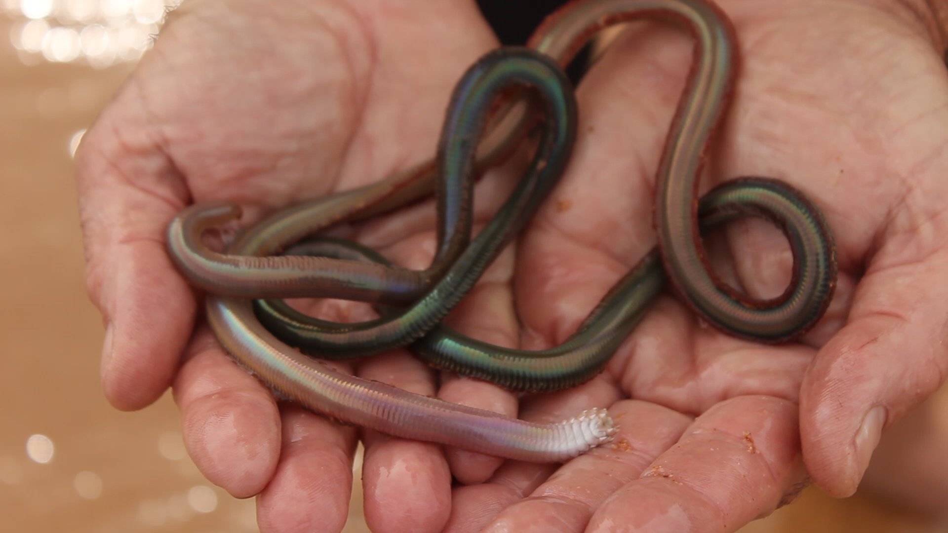 Strange Animals Podcast | A podcast about living, extinct, and ...