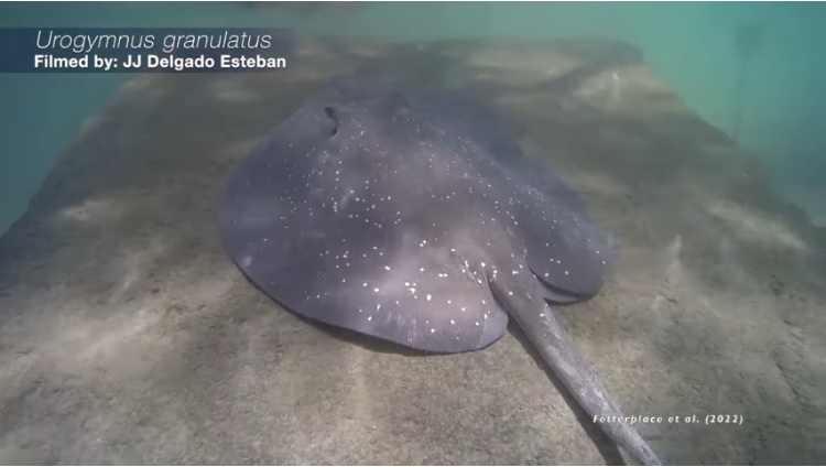 Episode 303: Weird and Mysterious Animal Sounds | Strange Animals Podcast