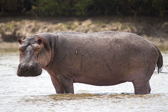 Episode 318: The Mysterious Malagasy Hippo | Strange Animals Podcast