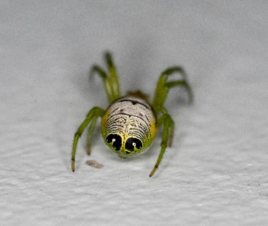 Episode 336: The Turtle Ant and the Alien Butt Spider | Strange Animals ...