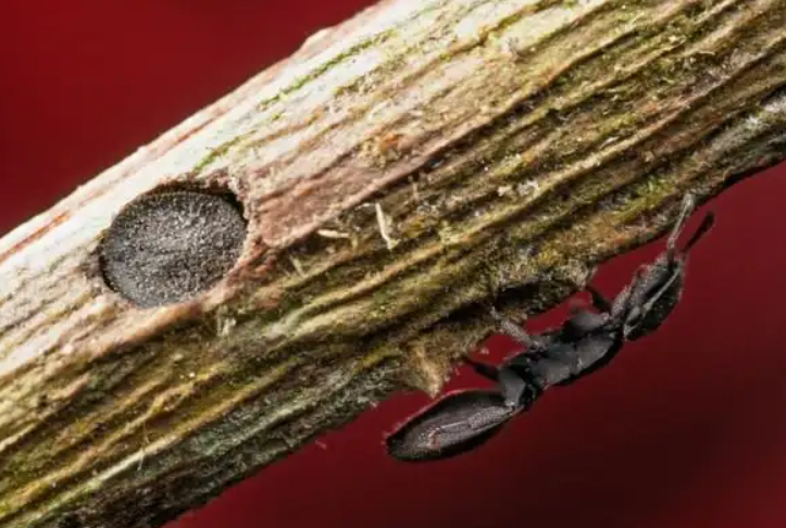 Episode 336: The Turtle Ant and the Alien Butt Spider | Strange Animals ...