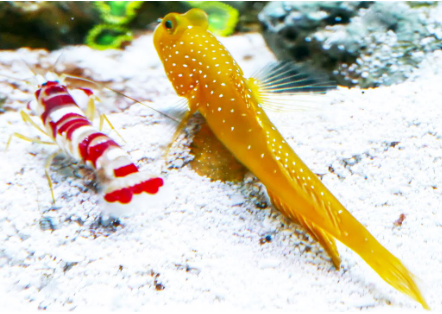 Episode 337: Ghost Shrimp and Snapping Shrimp | Strange Animals Podcast