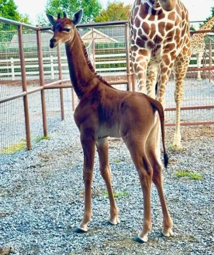 Episode 345: Spotless Giraffes and Spotted Zebras | Strange Animals Podcast