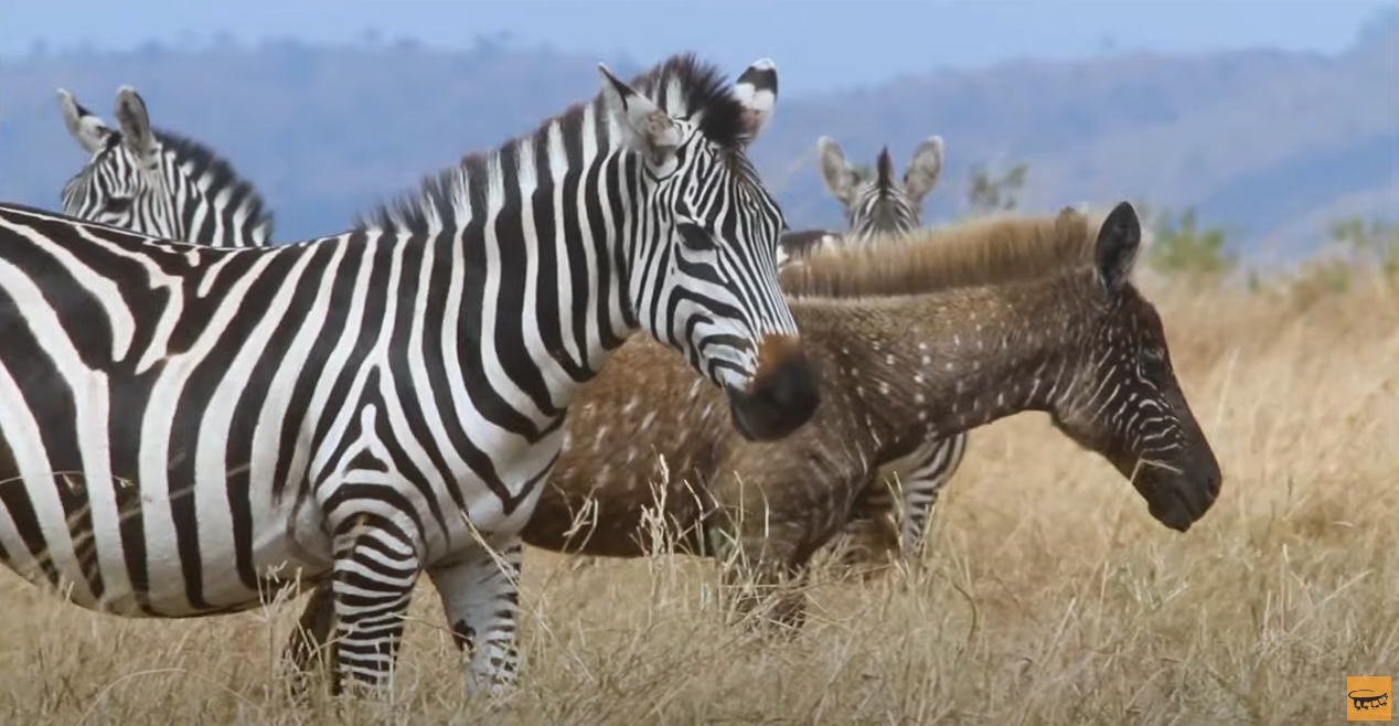 Episode 345: Spotless Giraffes and Spotted Zebras | Strange Animals Podcast