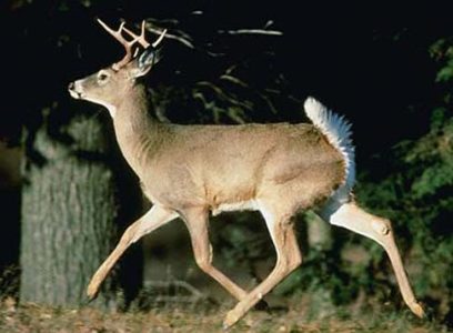 Episode 352: The Not-Deer | Strange Animals Podcast